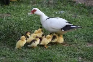 Tani ninu awọn jiji ti o ta lati inu Ducks, cheale le je adiye ati bi o ṣe le ṣe