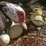 Awọn Ducks ọpọlọpọ ngbe: igbesi aye igbesi aye ni iseda ati agbegbe ile 3230_2