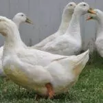 Awọn Ducks ọpọlọpọ ngbe: igbesi aye igbesi aye ni iseda ati agbegbe ile 3230_7