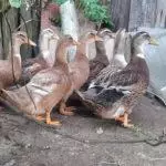 Awọn Ducks ọpọlọpọ ngbe: igbesi aye igbesi aye ni iseda ati agbegbe ile 3230_8