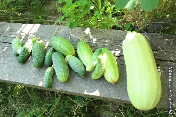 बेंच वर cucumbers आणि zucchini