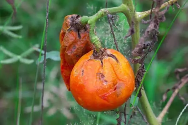 Phytoofluorosis tomatoes.