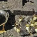 Firwat Ducklings falen op Är Féiss: verursaacht an Behandlung vu Krankheeten doheem 3238_13