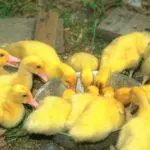 Зошто Ducklings паѓаат на нозете: Причини и третман на болести дома 3238_3