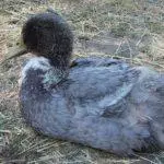 Neden ördek yavrusu ayaklarına düşüyor: Evde hastalıkların nedenleri ve tedavisi 3238_4
