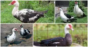 Indoant und Musk Ente ist das gleiche oder nein, Unterschiede und was ist besser