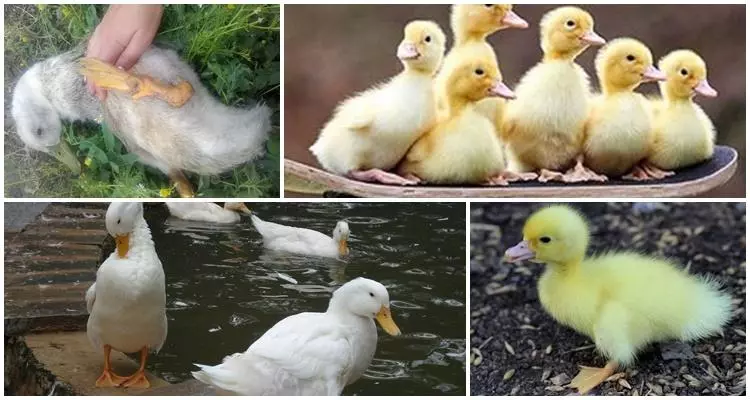 Ducklings poob rau taw