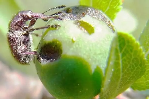 Beetle iýýär