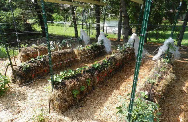 Mulching Stréiplacke a Cons