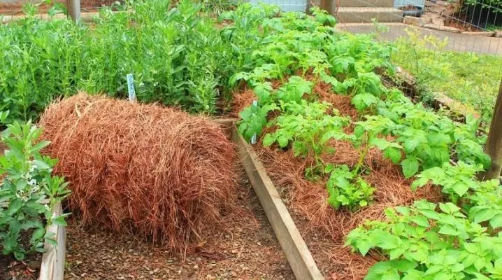 Pluses u liżvantaġġi tat-tiben tal-mulching