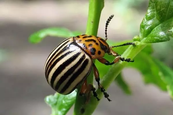 Beetle lori awọn poteto