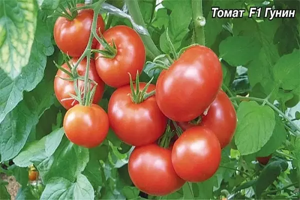 Σπορόφυτα Tomatov
