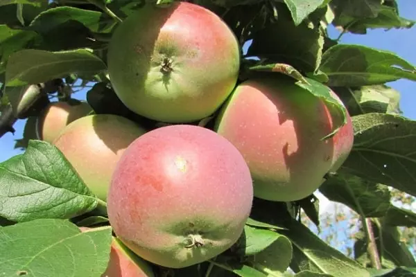 Fruta ripening