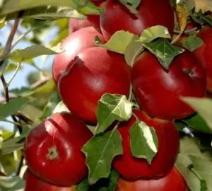 Përshkrimi i plotë i shumëllojshmërisë autumnal të gota mamirëse Apple dhe karakteristikat e tij