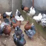 Месо гулаби: Опис 9 Најдобри раси, одгледување и методи на размножување 325_13