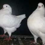 Месо гулаби: Опис 9 Најдобри раси, одгледување и методи на размножување 325_14