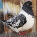 Et güvercinleri: Açıklama 9 En iyi ırklar, yetiştirme ve üreme yöntemleri 325_15