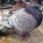 Pigeons de viande: Description 9 Meilleures races, cultivation et méthodes de reproduction 325_16
