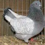 Месо гулаби: Опис 9 Најдобри раси, одгледување и методи на размножување 325_17