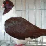 Et güvercinleri: Açıklama 9 En iyi ırklar, yetiştirme ve üreme yöntemleri 325_18