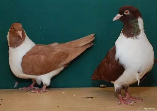 Pigeon strasseur