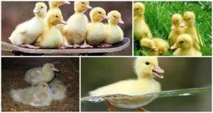 Why ducklings and mularda lies and itch what to do and how to prevent