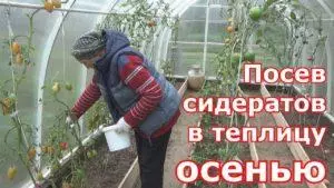 Ukutshala izingosi ekwindla ku-greenhouse, yiziphi izitshalo ezingcono