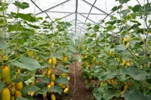 Maitiro ekufamba-caczle cucumbers mune yakavhurika ivhu uye greenhouse