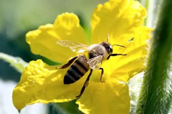 Carrying pollen