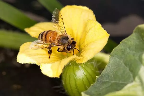 吸引蜜蜂