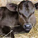 Kodėl karvė nuskendo su dantimis: priežastys ir ką daryti, simptomai ir prevencija 3274_2