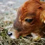 Kenapa Cow Creaks dengan Gigi: Sebab dan Apa yang Harus Dilakukan, Gejala dan Pencegahan 3274_3