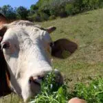 Kāpēc govju creaks ar zobiem: iemesli un ko darīt, simptomi un profilakse 3274_4