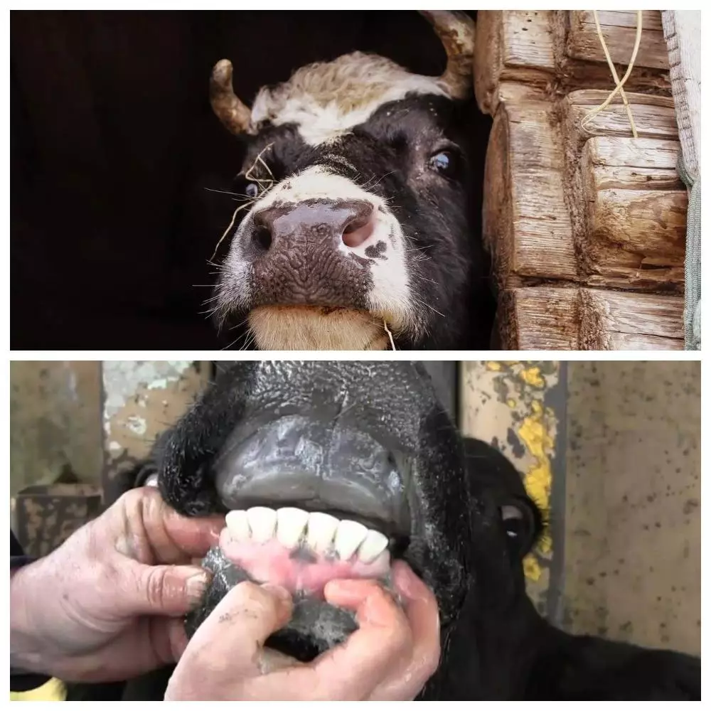 गाय creaks दांत