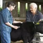 Kodėl karvė nuskendo su dantimis: priežastys ir ką daryti, simptomai ir prevencija 3274_9