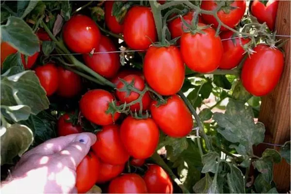 Tomato Amulet rastoča nega