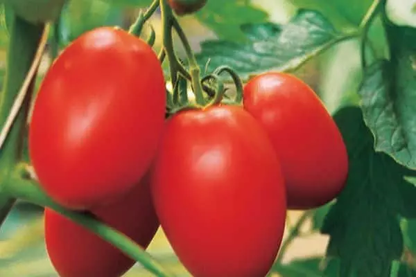 Tomato growing