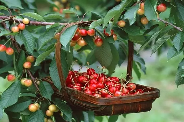 Shirya berries