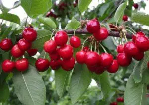 ការពិពណ៌នា cherry cherry ដ៏ទំនើប Bryanochka, ការចុះចតនិងការថែទាំ, លម្អង