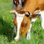 Ինչ խոտ է ուտում կովերը. Ինչ կարող է եւ հնարավոր չէ եւ անասուններ աճեցնել 3281_4