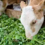 घास गायों को क्या खा रही है: क्या नहीं किया जा सकता है और एक मवेशी नहीं हो सकता है 3281_5