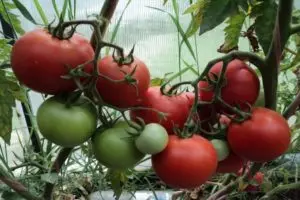 Ominaisuudet ja kuvaus Tomaatti Rapseodin valikoimasta