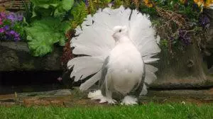 বর্ণনা এবং peacocks, খাদ্য এবং প্রজনন কবুতর বৈশিষ্ট্য