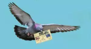 6 cele mai bune rase de porumbei poștale, dietă și reproducere a păsărilor