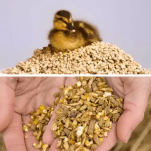 Kedu ihe n'ụlọ nri ducklings site na ụbọchị mbụ nke ndụ