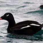 Duck Turpass: Danasîn û Habitat ji xwarin û hêviya jiyanê 3291_4