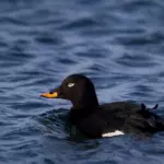 Duck Turpass: Danasîn û Habitat ji xwarin û hêviya jiyanê 3291_8