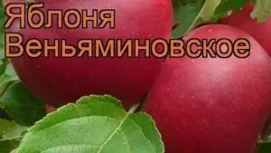 Характарыстыкі і апісанне гатункі яблыні Веньяминовское, пасадка і догляд