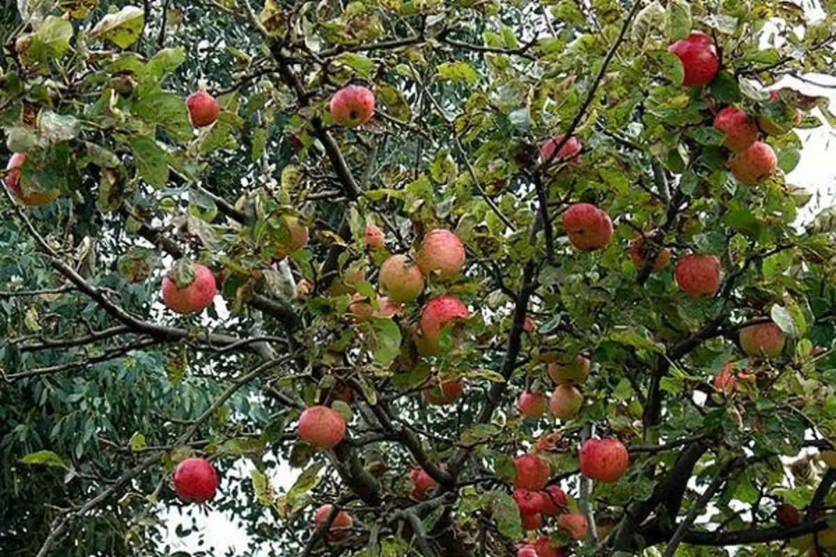I-Apple Tree konfaten