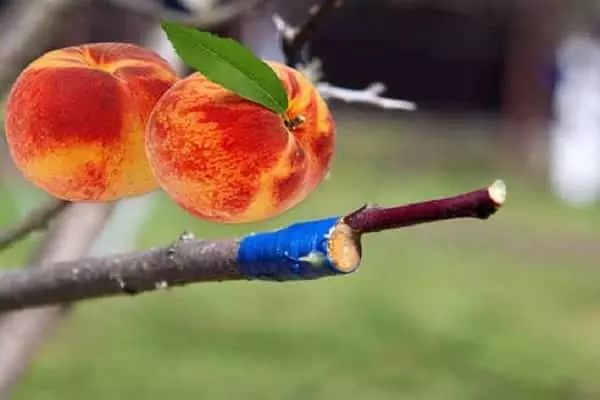 לדחוף אפרסקים